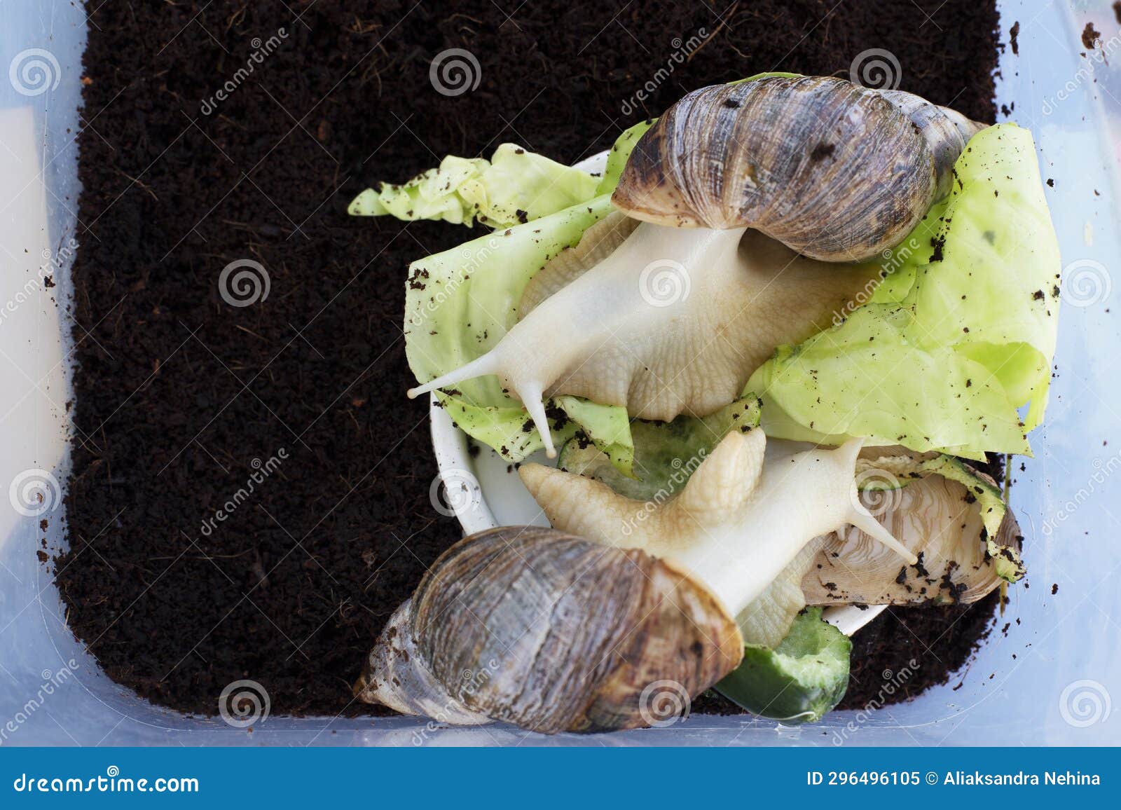 A Pair of Snails Sits in a Plastic Container Terrarium and Eats ...