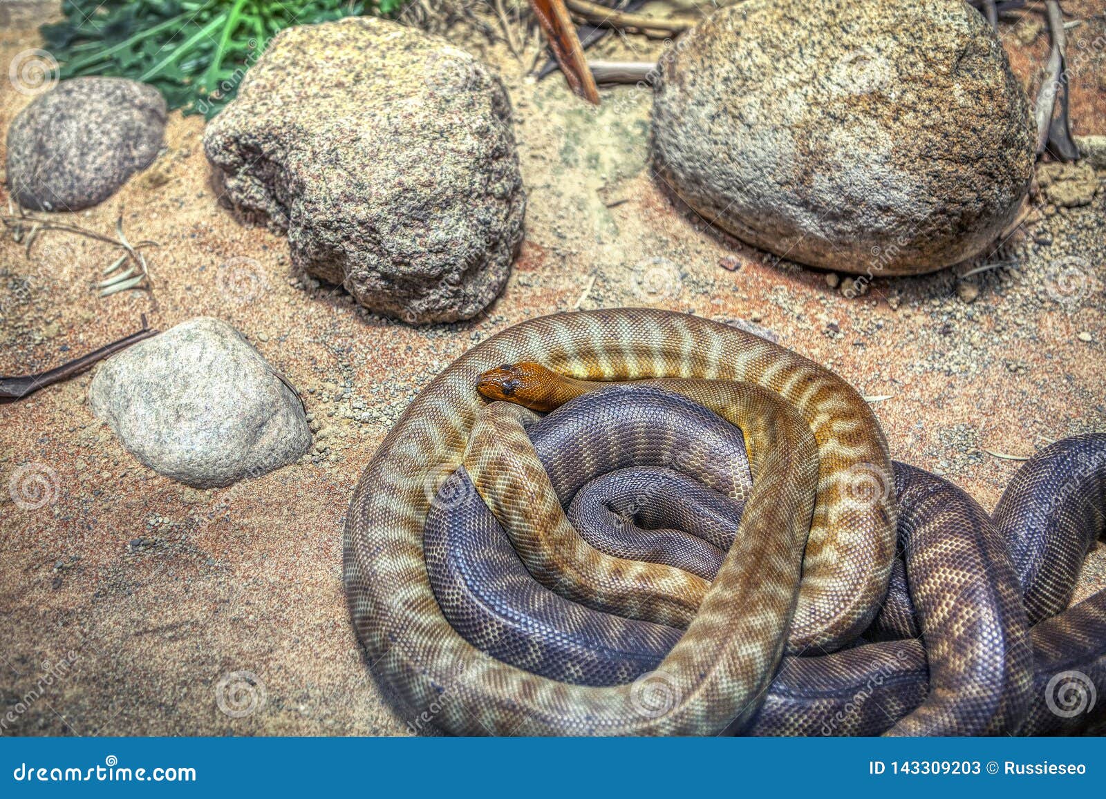 Pair of snakes stock image. Image of adder, natural - 143309203