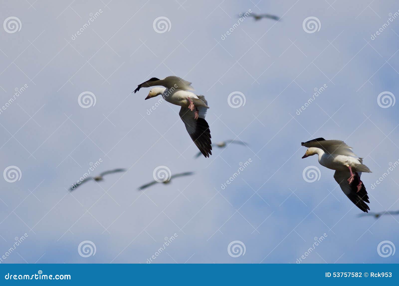 Pair of Snow Geese Coming in for a Landing Stock Photo - Image of tips ...