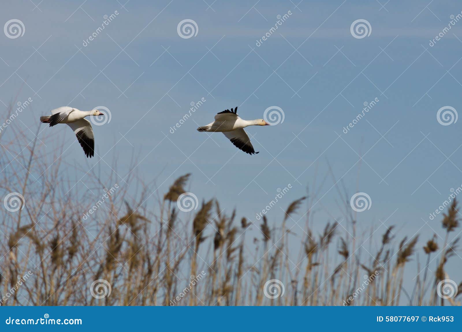 Pair of Snow Geese Flying Across the Marsh Stock Image - Image of snow ...