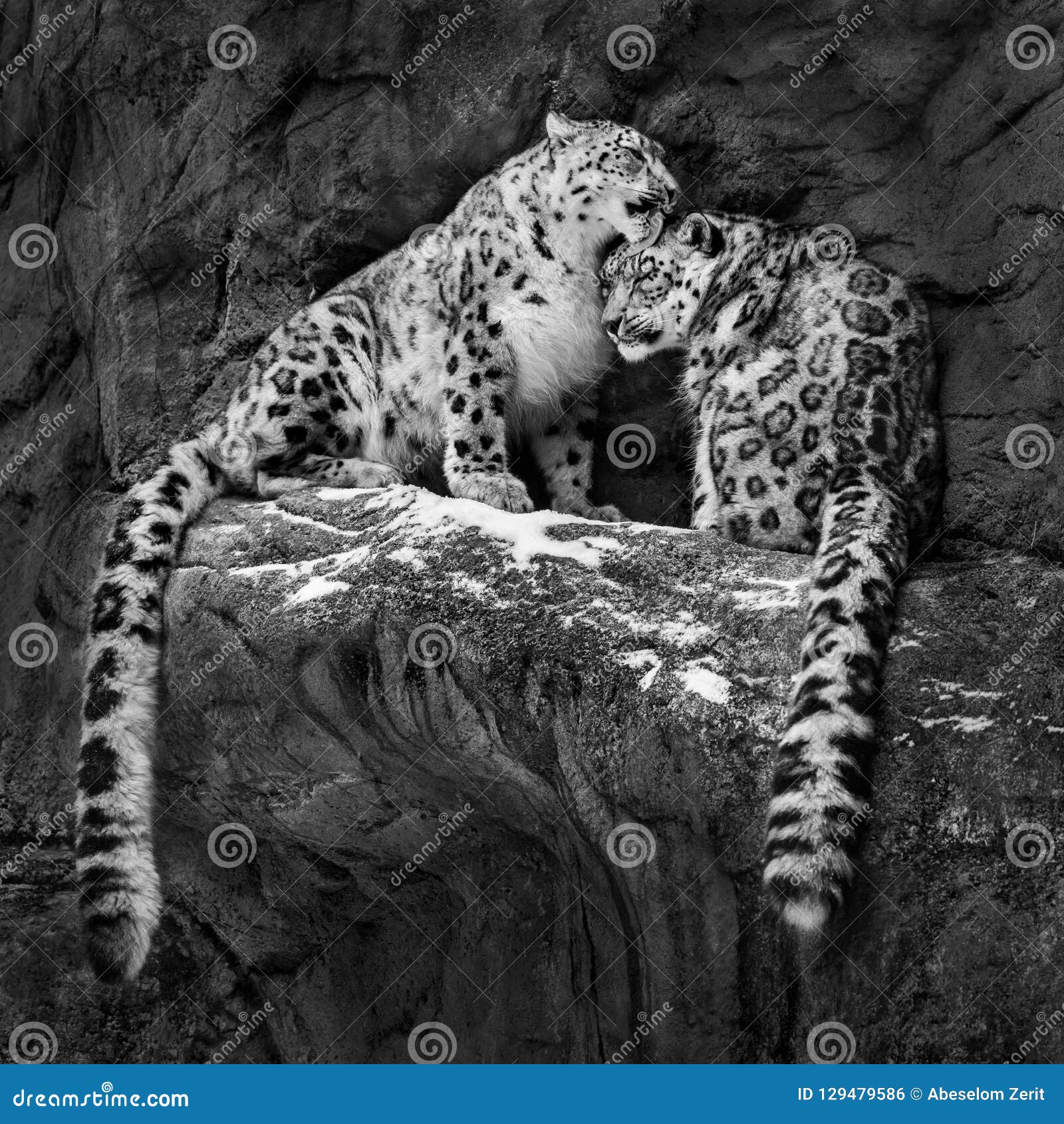 Snow Leopard Pair IV stock photo. Image of cuddling - 129479586