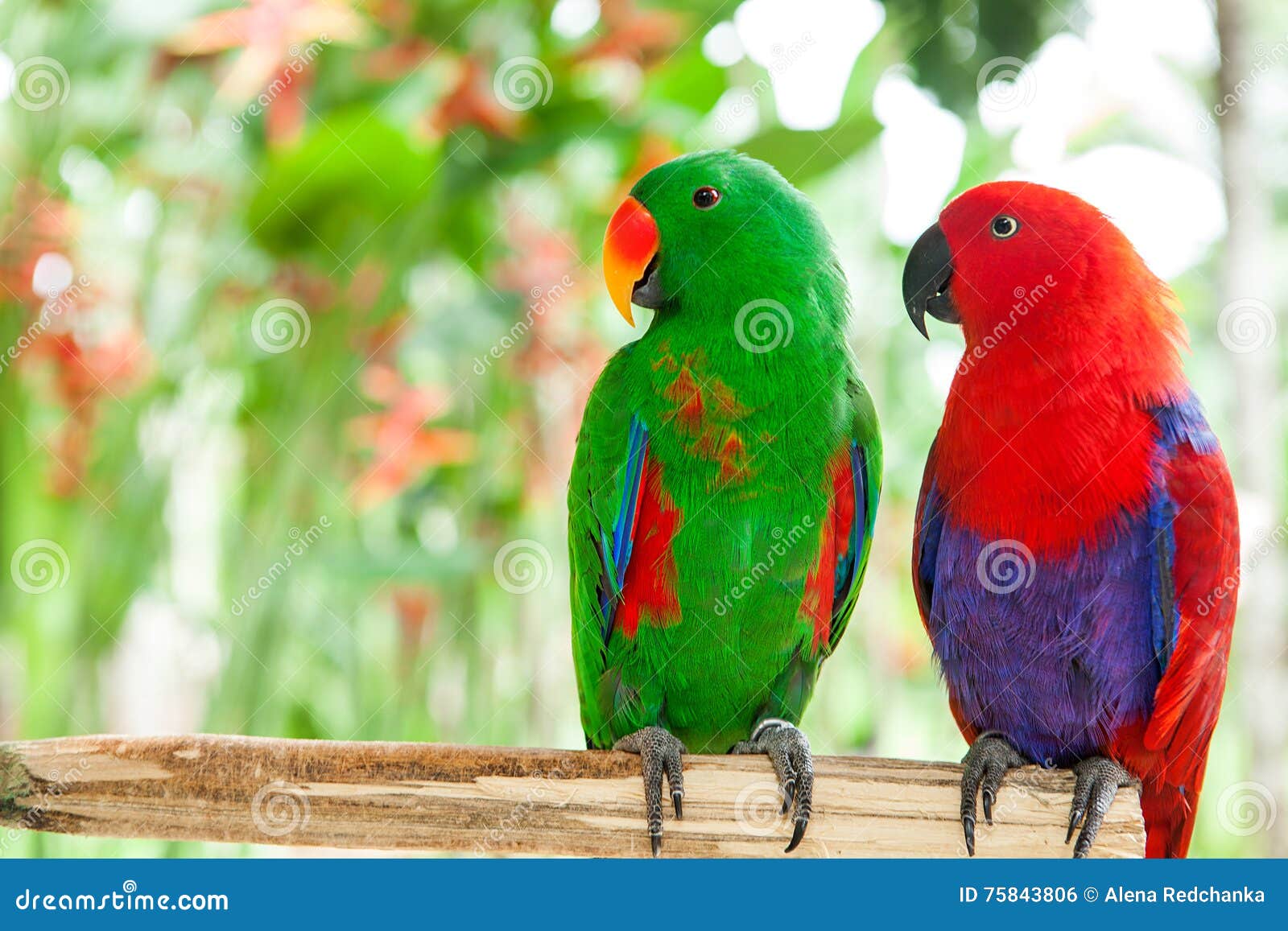 Pair of Solomon Island Eclectus Parrots Stock Photo - Image of animal ...
