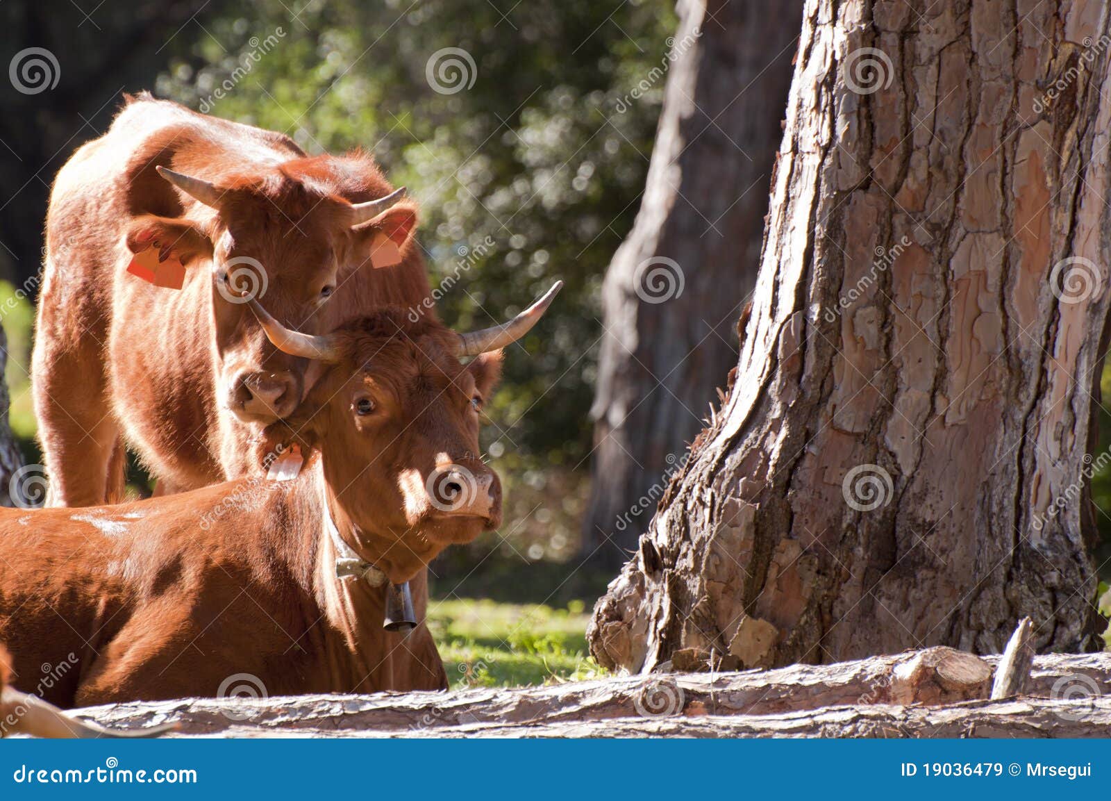 Pair of Spanish Cows in the Sunshine Stock Image - Image of calf ...