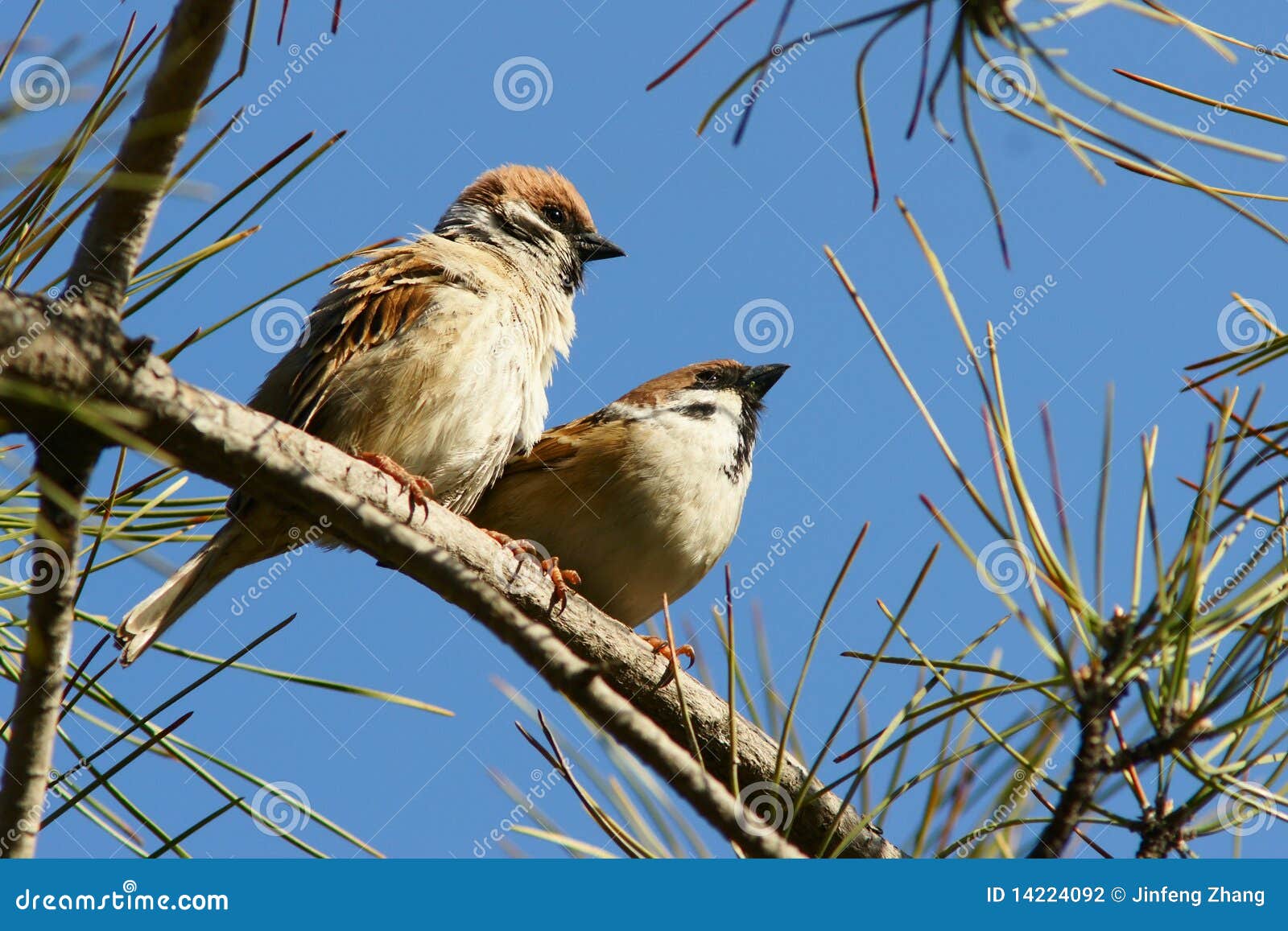 A pair of sparrow stock photo. Image of pinaster, wild - 14224092