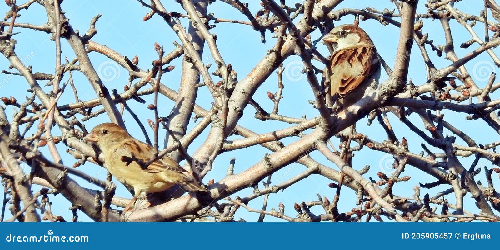 A Pair of Sparrows on the Tree Stock Image - Image of birds, male ...