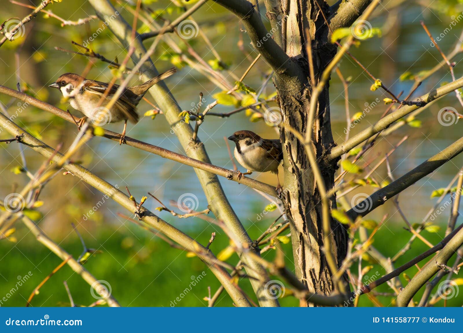 Pair of Sparrows in the Branches of a Tree Stock Image - Image of beak ...
