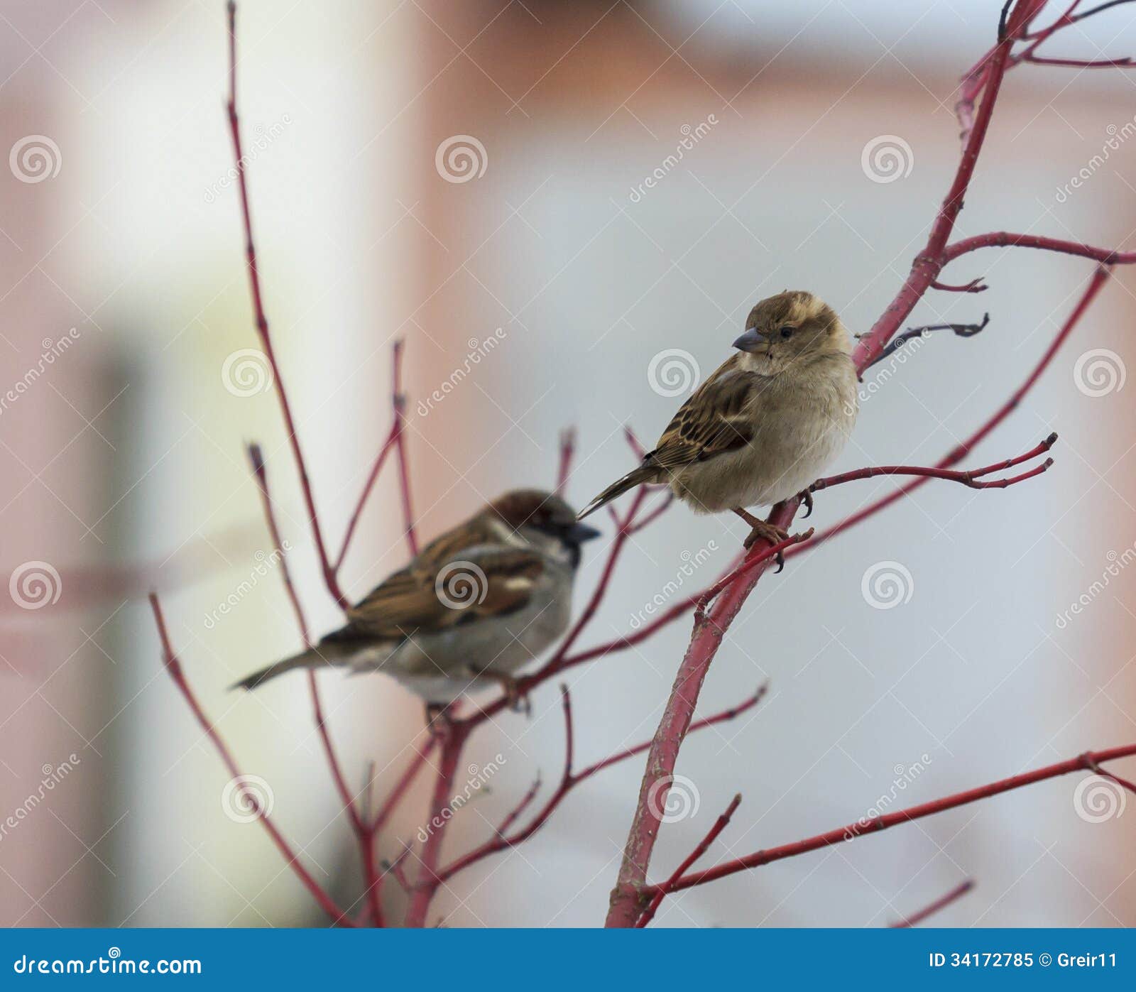 Pair of Sparrows Sitting on a Red Twig Stock Image - Image of sparrrows ...