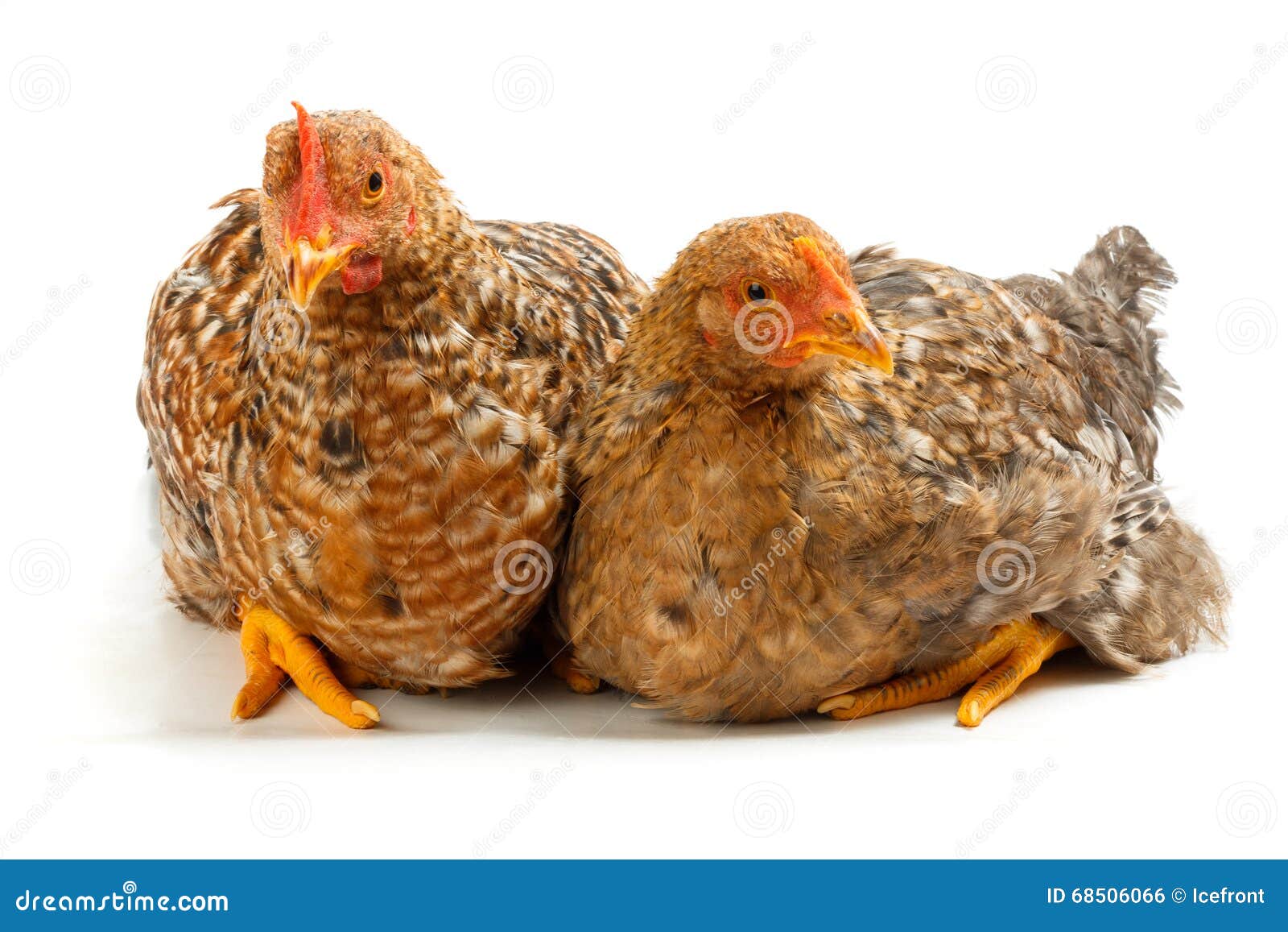 Poultry - Pair Of One Day Old Layer Chickens Royalty-Free Stock Image ...