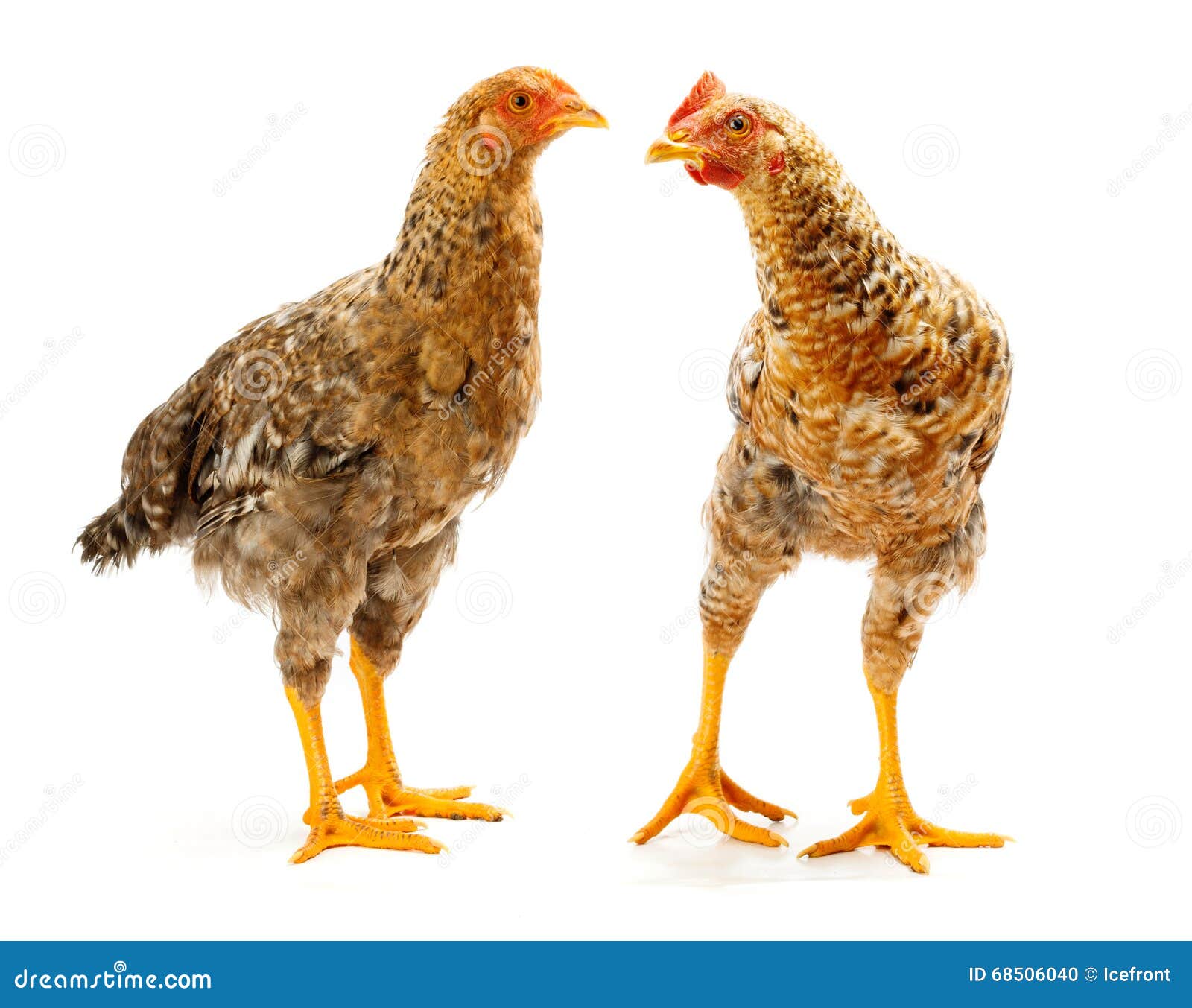 Pair of Speckled Pullets Standing on White Stock Photo - Image of ...