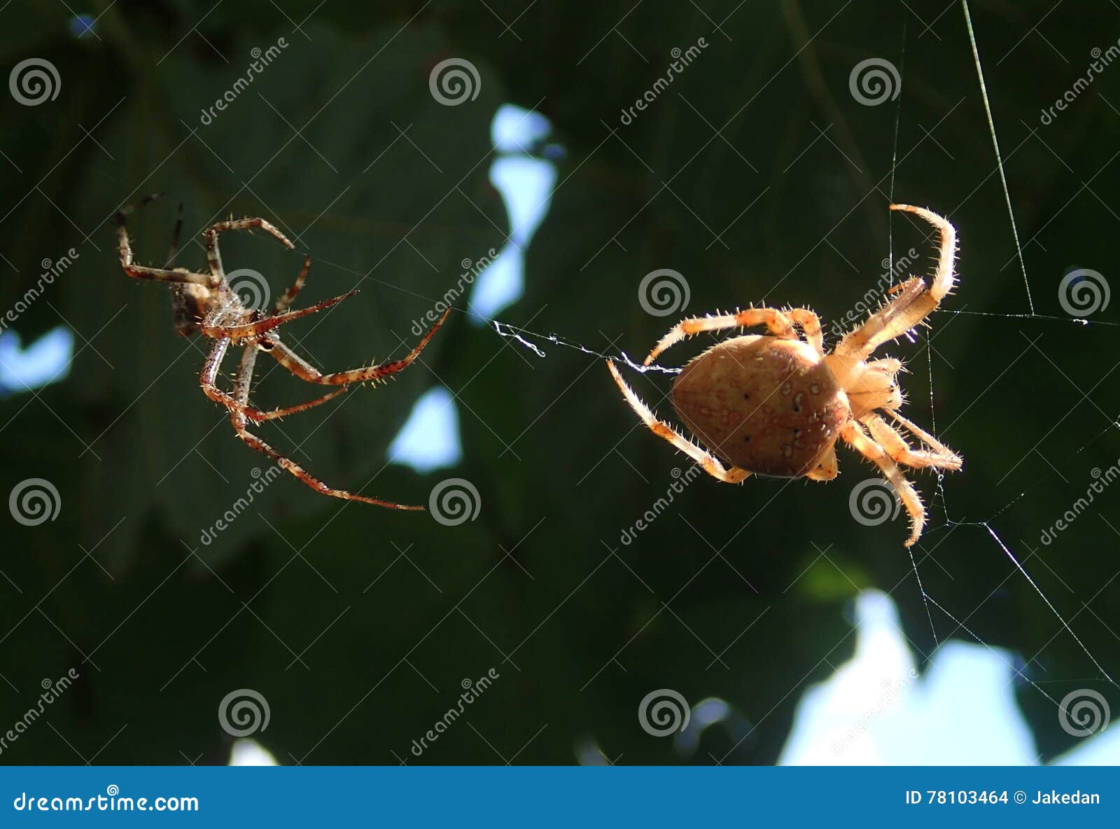 Pair of Spiders Trying To Mate on Web Stock Photo - Image of animal ...