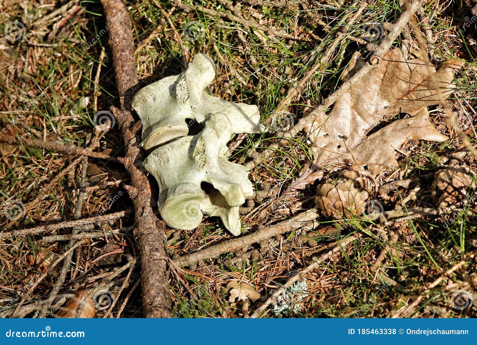 Pair of Spine Vertebras in Grass and Needles Stock Photo - Image of ...