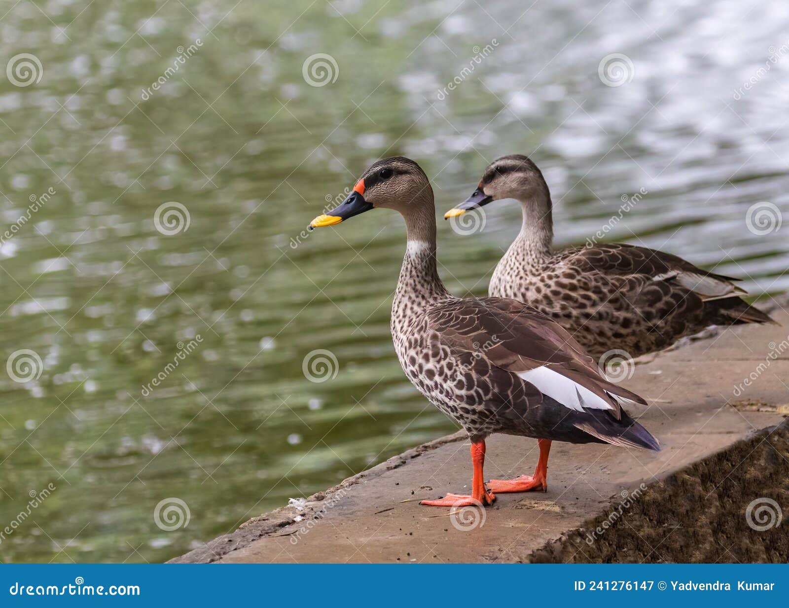 A Pair of Spotted Bill Duck by the Lake Stock Image - Image of feather ...