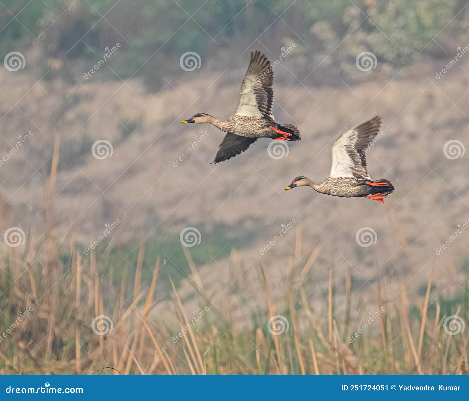 A Pair of Spotted Bill Ducks Stock Image - Image of outdoors, bill ...