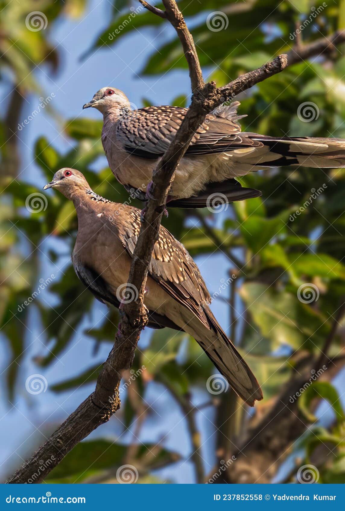 Pair Of Spotted Dove, Natural, Nature, Wallpaper Stock Photo ...