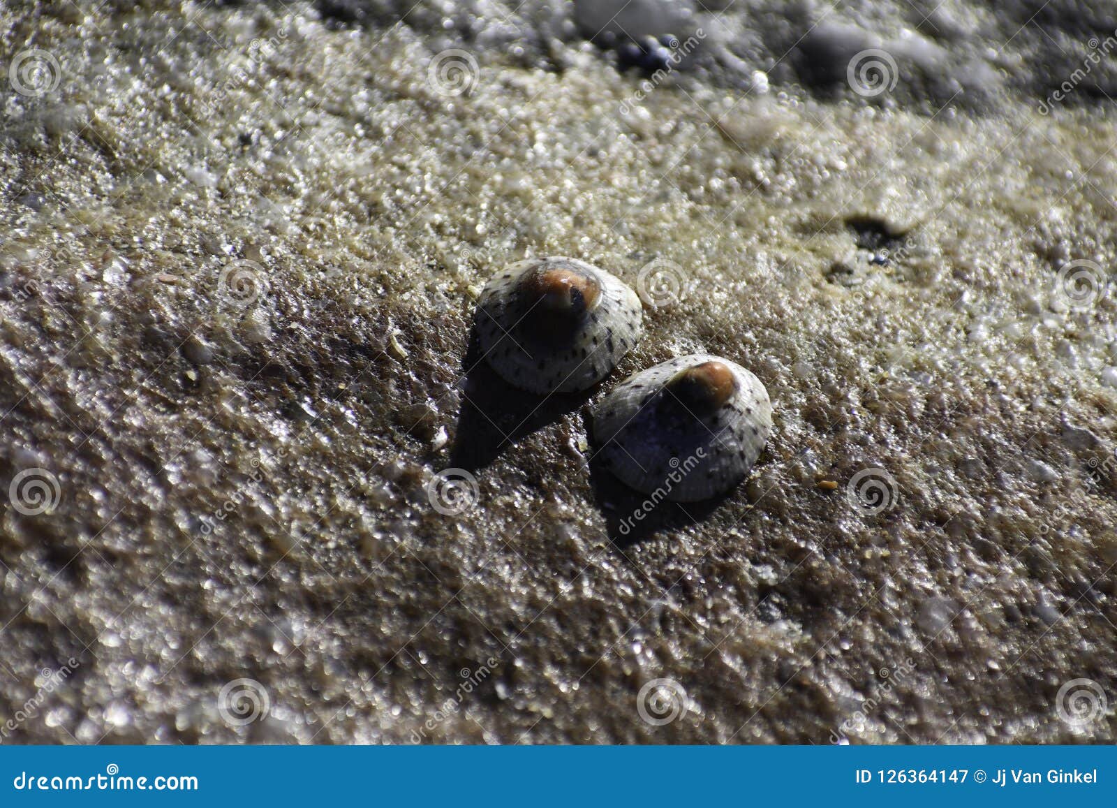 Pair of Spotted Limpet Shell Eoacmaea Sp. on a Beach Rock Surface Stock ...