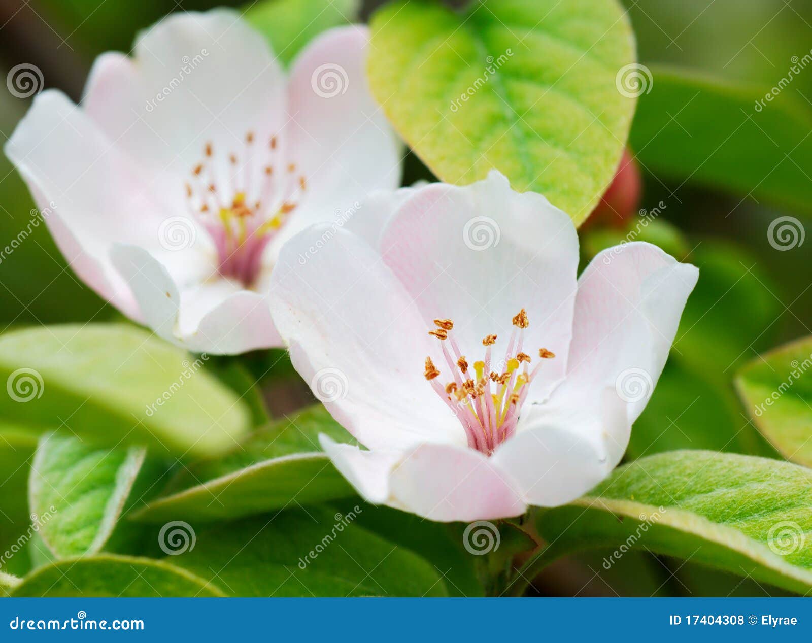 Pair of spring flowers stock photo. Image of nature, botanic - 17404308