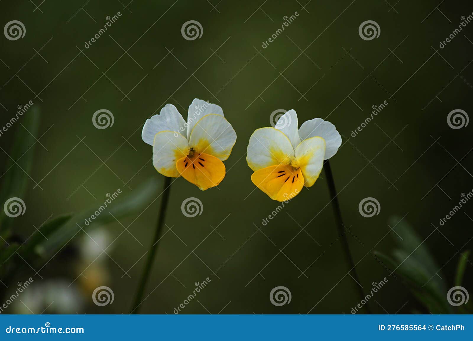 Pair of Spring Pansies Flowers on a Green Background Stock Photo ...