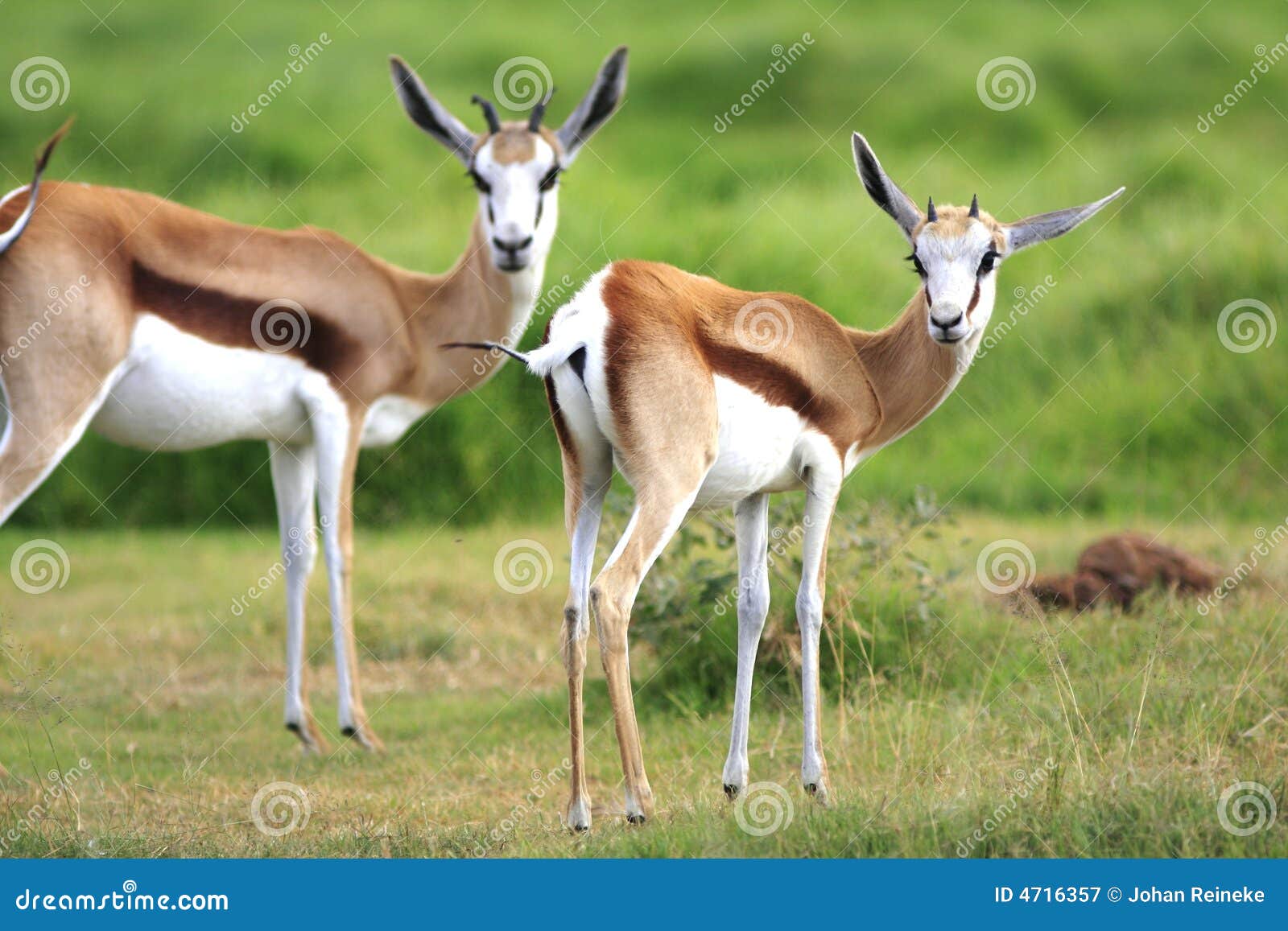 Pair of springbuck stock image. Image of female, horns - 4716357