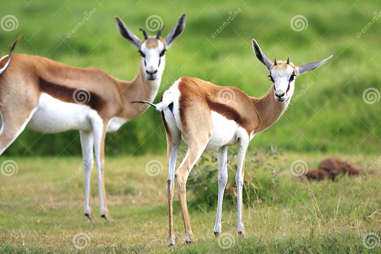 Pair of springbuck stock image. Image of female, horns - 4716357