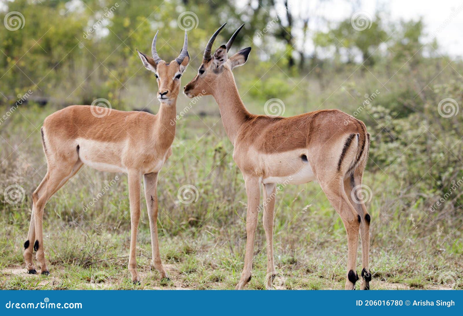 Pair of Springbuck Standing Together Stock Photo - Image of savannah ...