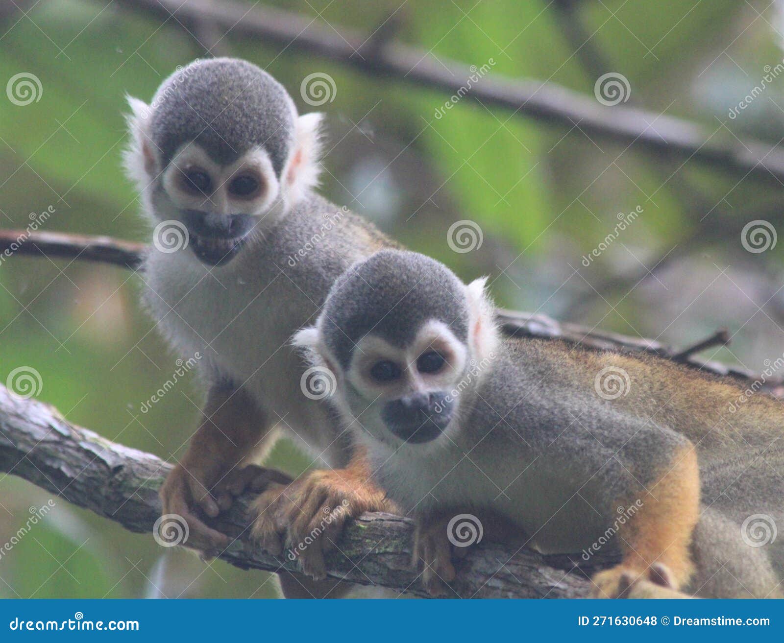 Squirrel Monkeys in South American Rainforest Stock Photo - Image of ...
