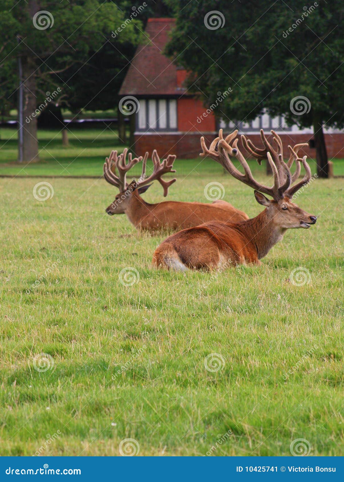 Pair of Stags stock image. Image of stags, laying, animals - 10425741