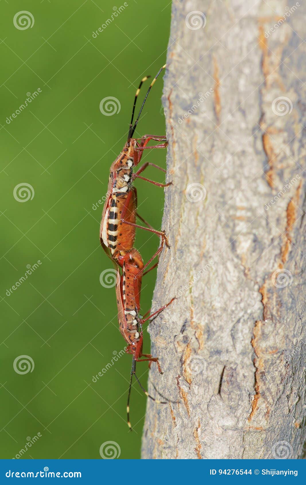 Pair of stink bug stock photo. Image of mating, stink - 94276544