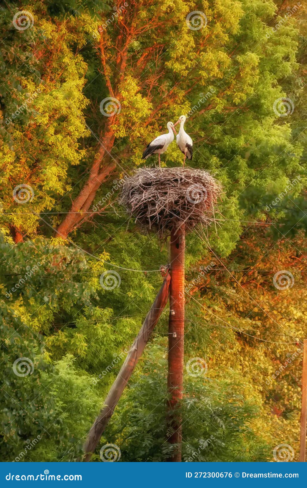 A Pair of Stork Birds in a Nest on a Pillar Stock Photo - Image of wild ...
