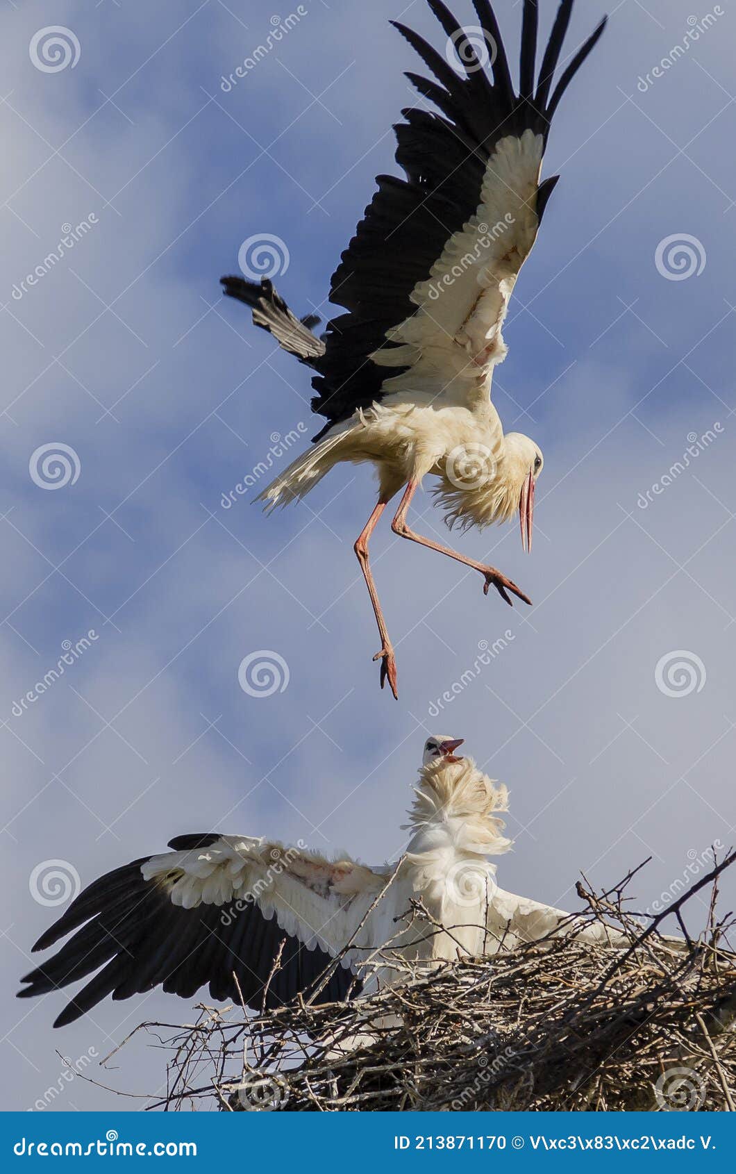 Pair of Storks Fighting Over the Nest Stock Photo - Image of birds ...