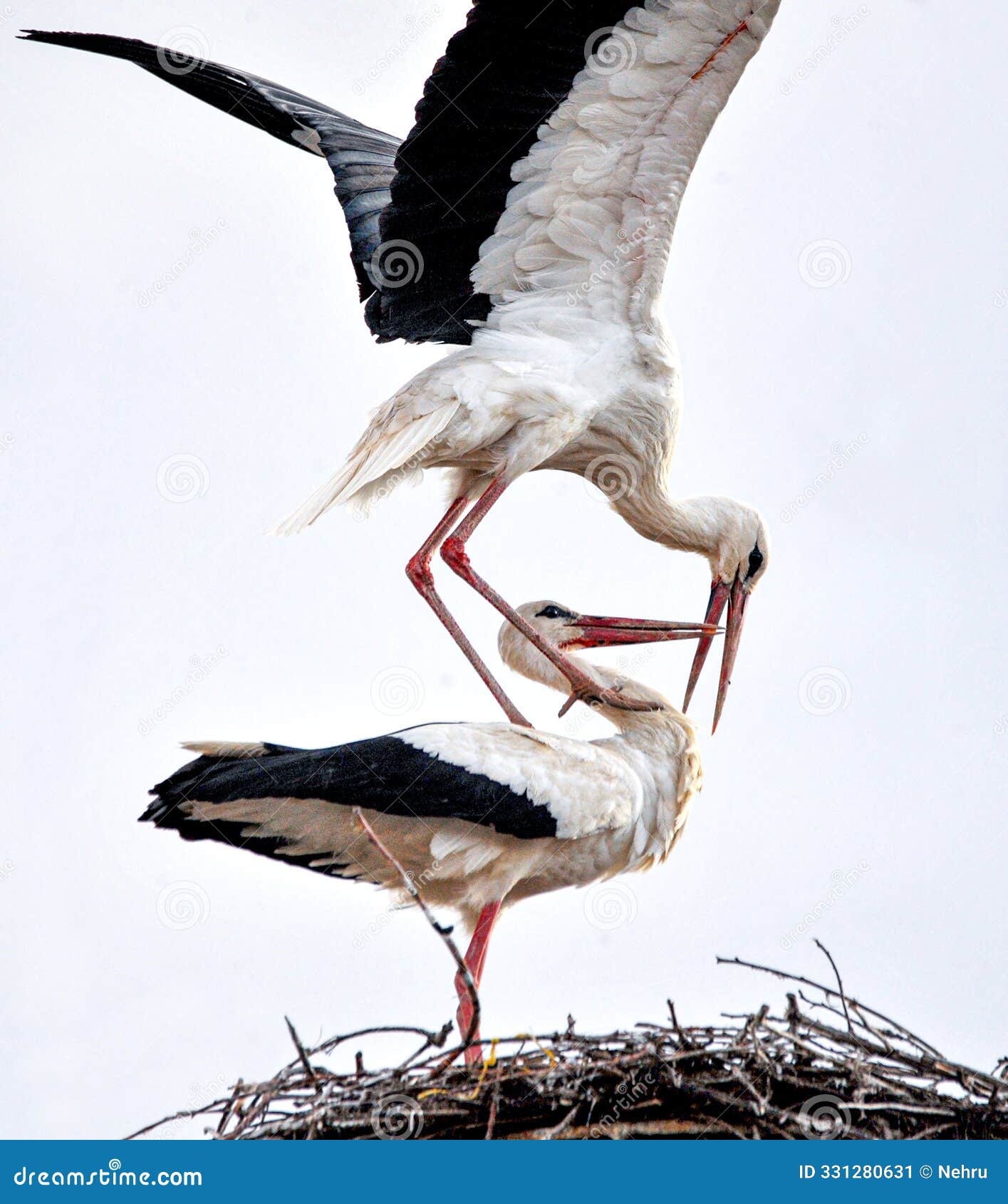 A Pair of Storks Mating in an Nesting Site Stock Image - Image of ...