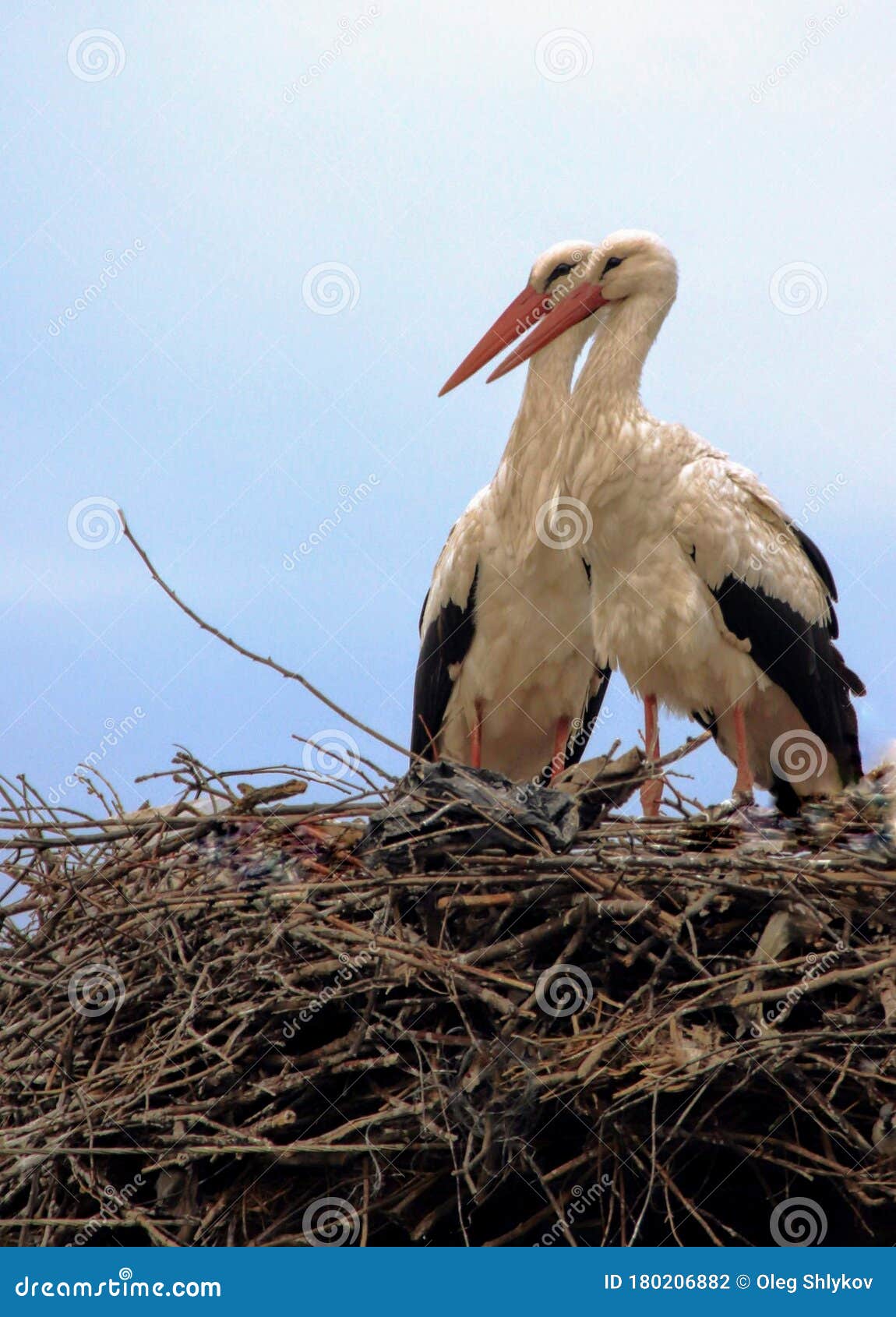 Pair of storks on the nest stock photo. Image of ornithology - 180206882