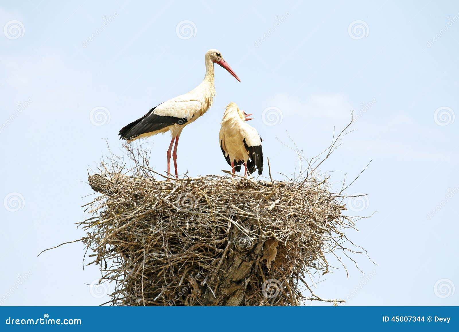 Pair of Storks on Their Nest Stock Photo - Image of family, nest: 45007344