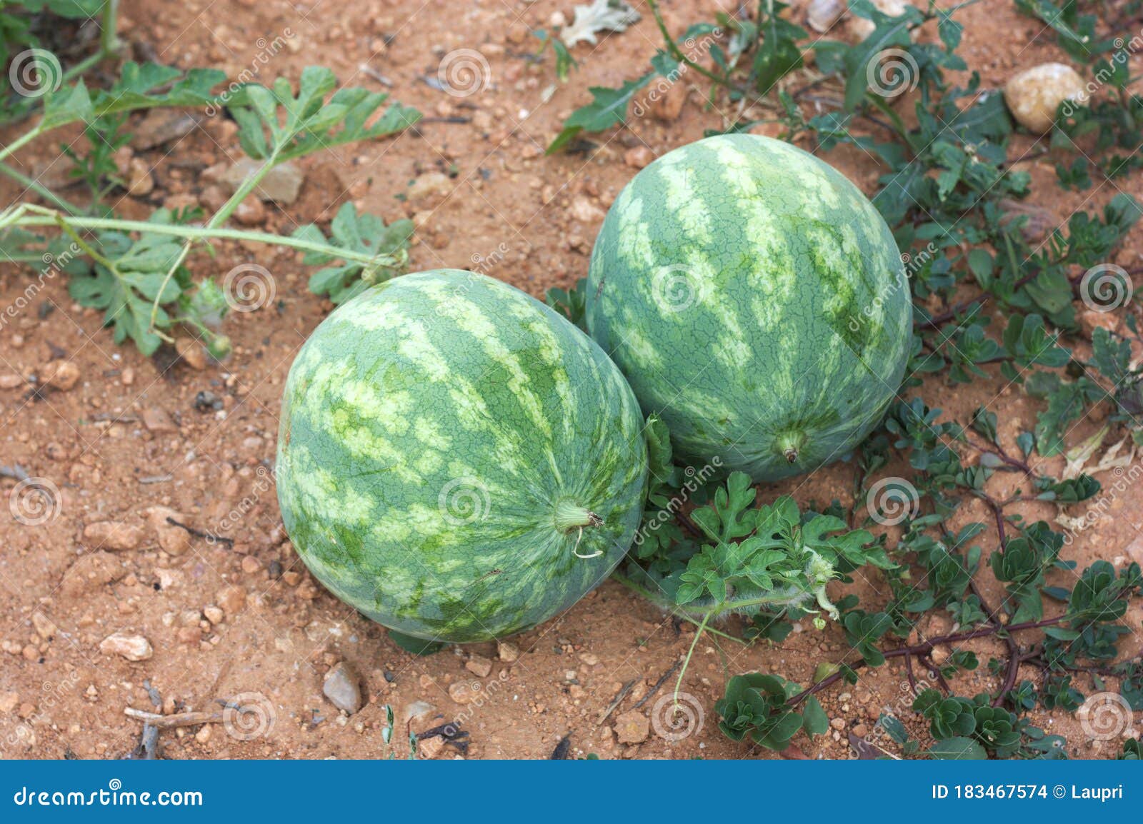 A Pair of Striped Melons Maturing in the Bush of the Melon Plant Stock ...