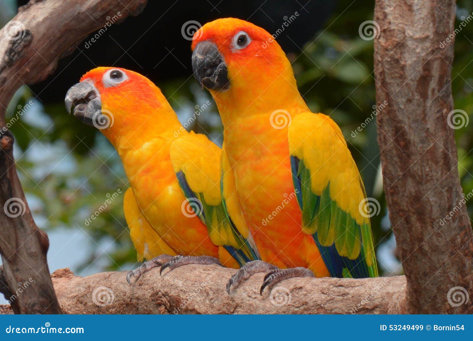 A pair of Sun Conures stock image. Image of portrait - 53249499