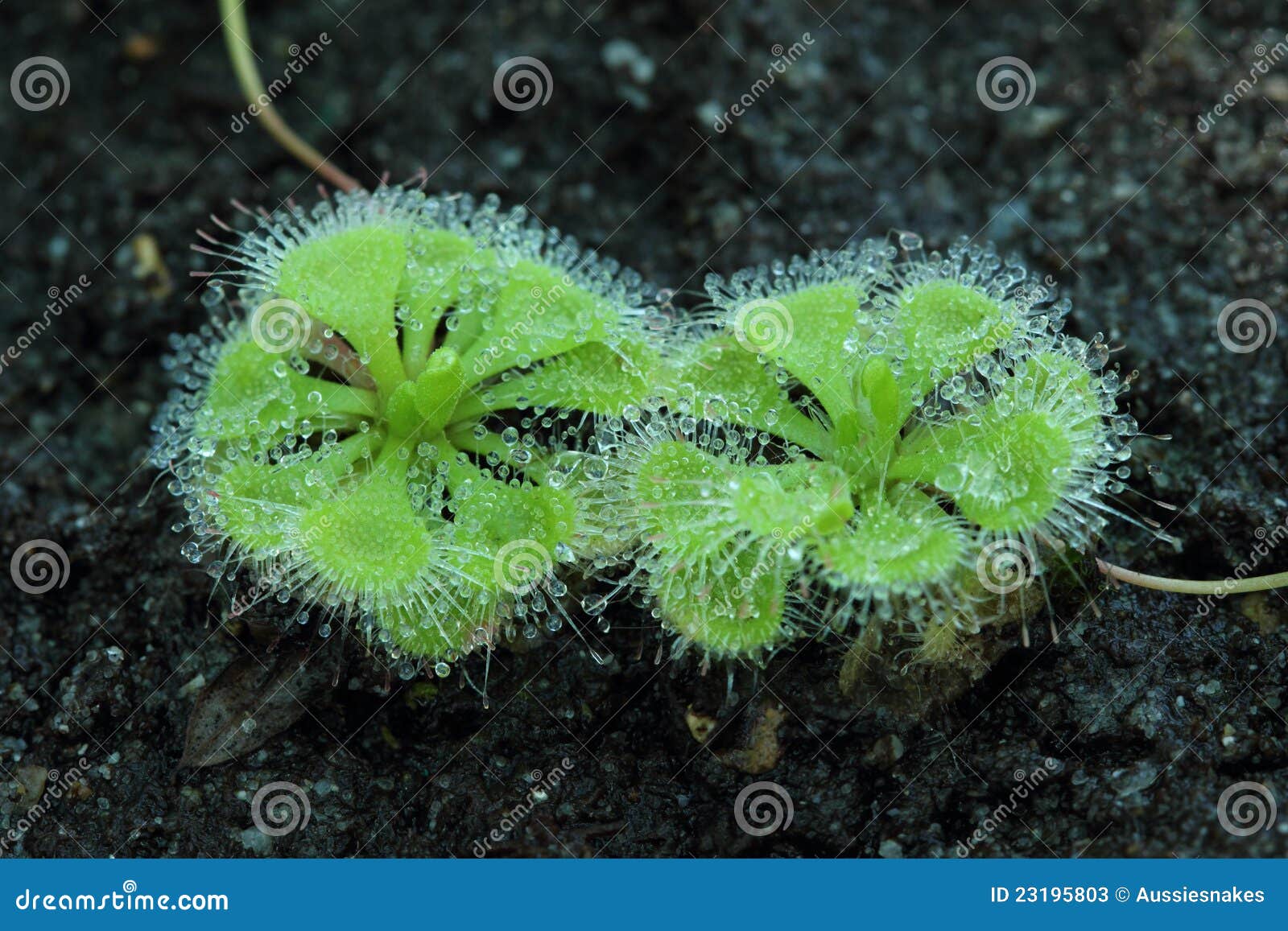Pair of Sundews (Drosera Burmannii) Stock Image - Image of peaty, pair ...