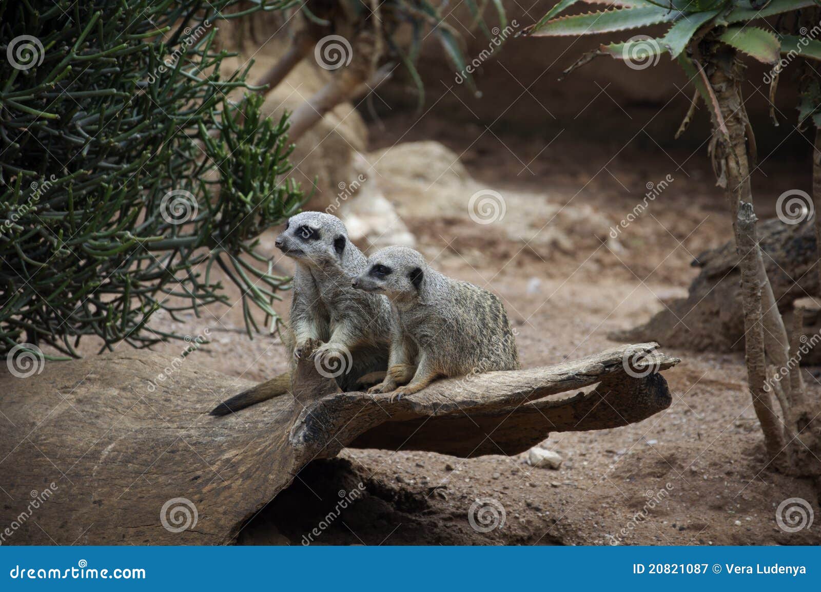 Suricate Or Meerkat Standing And Looking On A Rock. Side View With ...