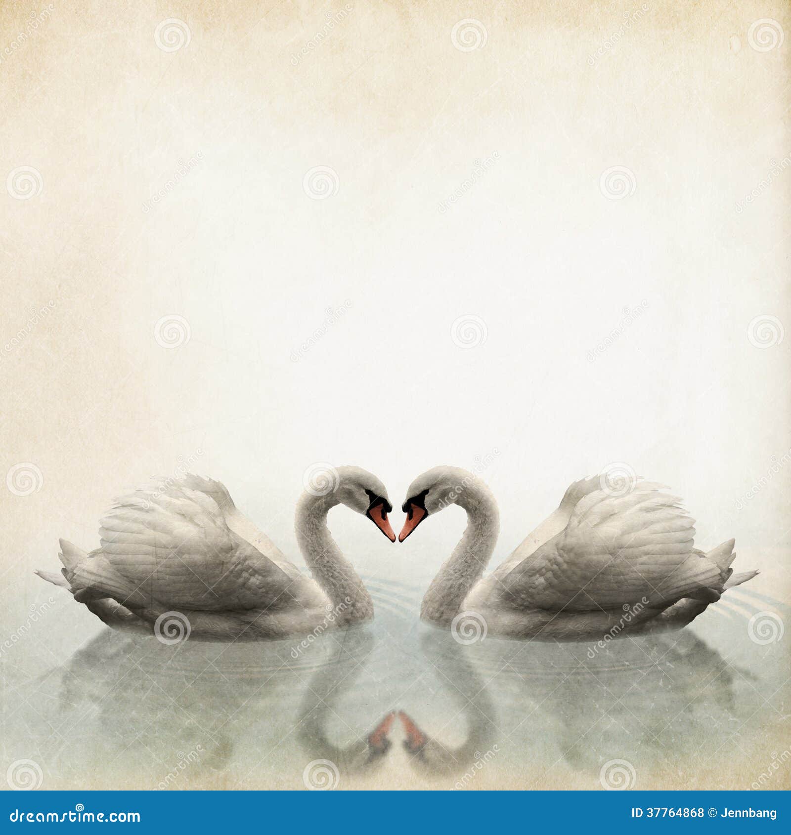 SWAN LOOKING DOWN AT THE WATER Royalty-Free Stock Photo | CartoonDealer ...