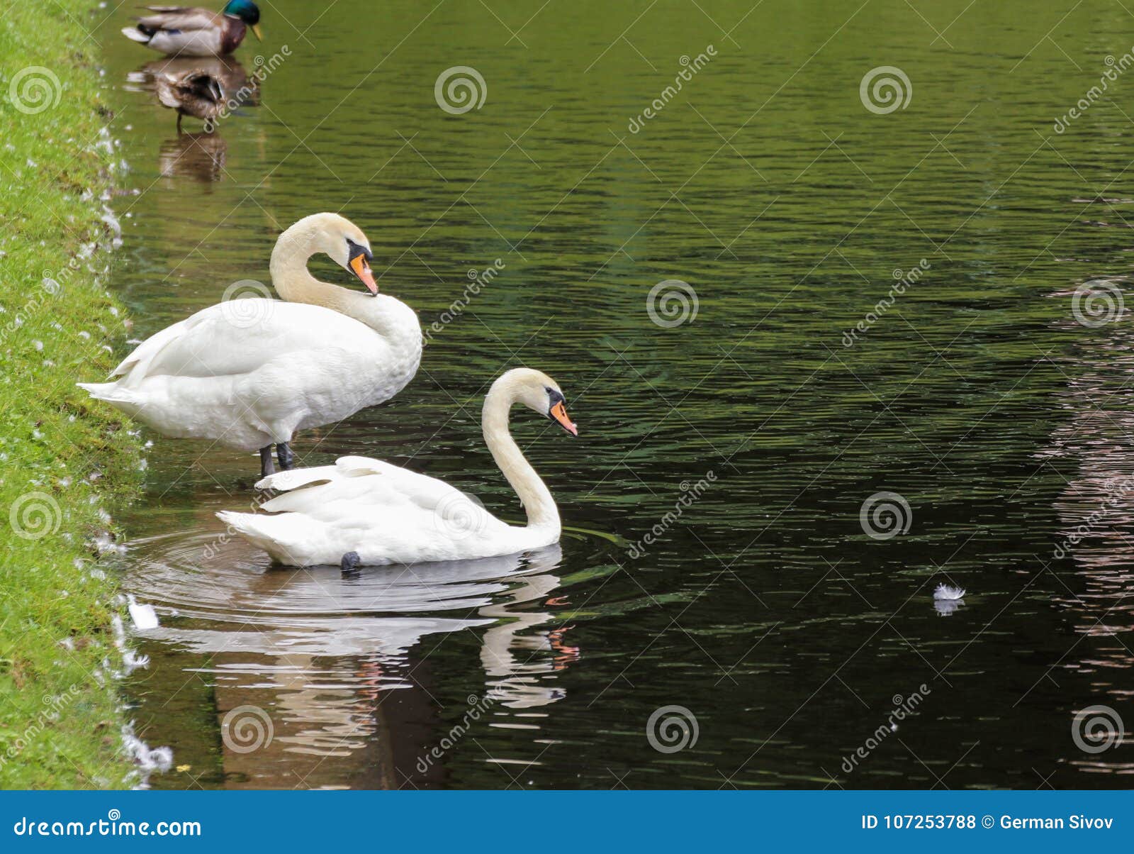 A Pair of Swans on the Beach. Stock Photo - Image of observation, park ...