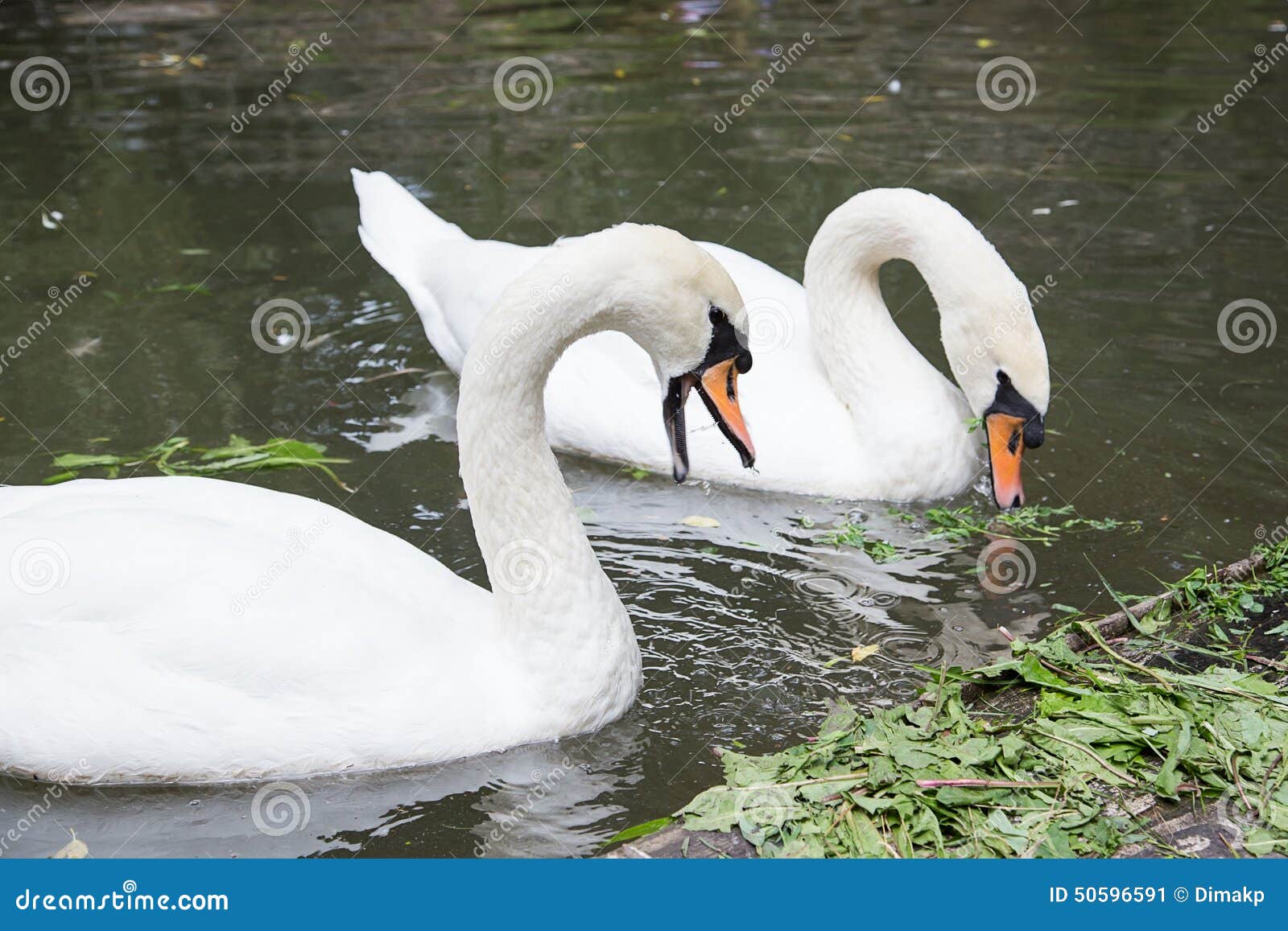 Pair of swans eat stock image. Image of morning, lake - 50596591