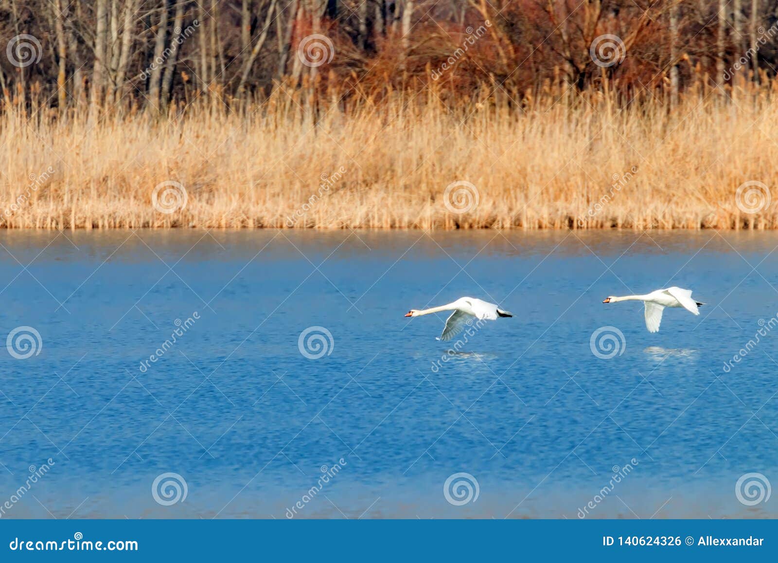 Pair of Swans Flying Over Water, Water Reflection Stock Photo - Image ...
