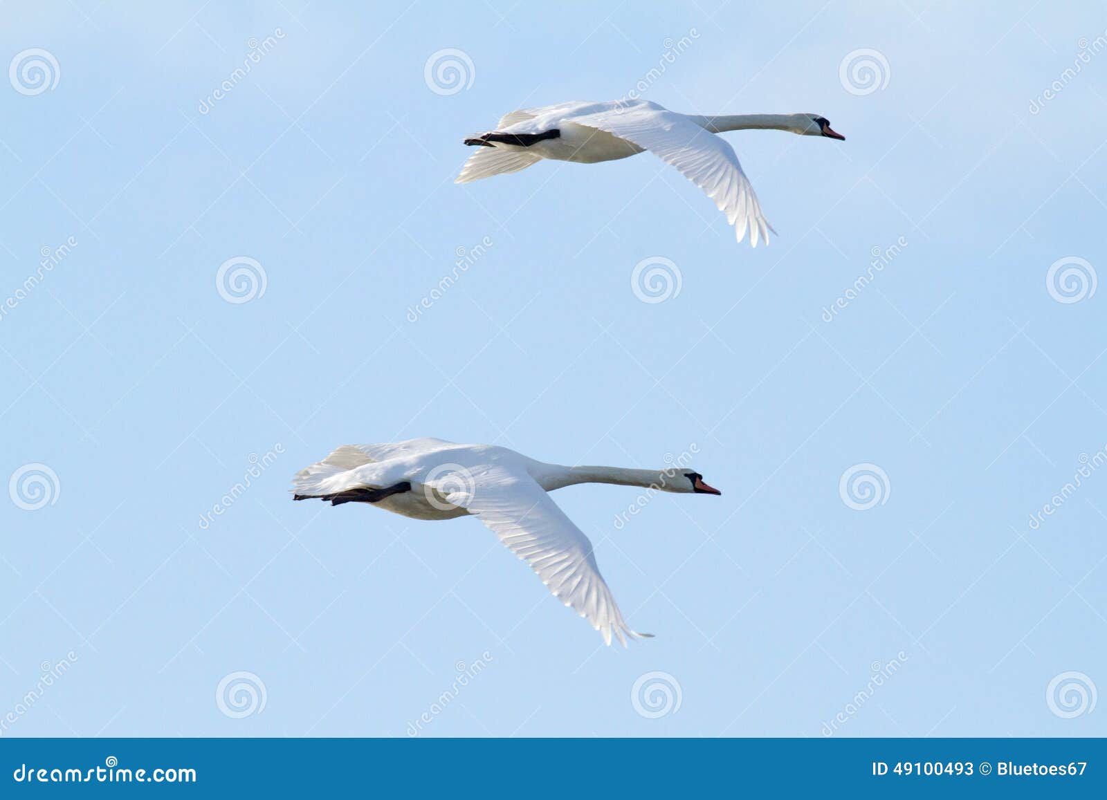 A pair swans flying stock image. Image of couple, animal - 49100493