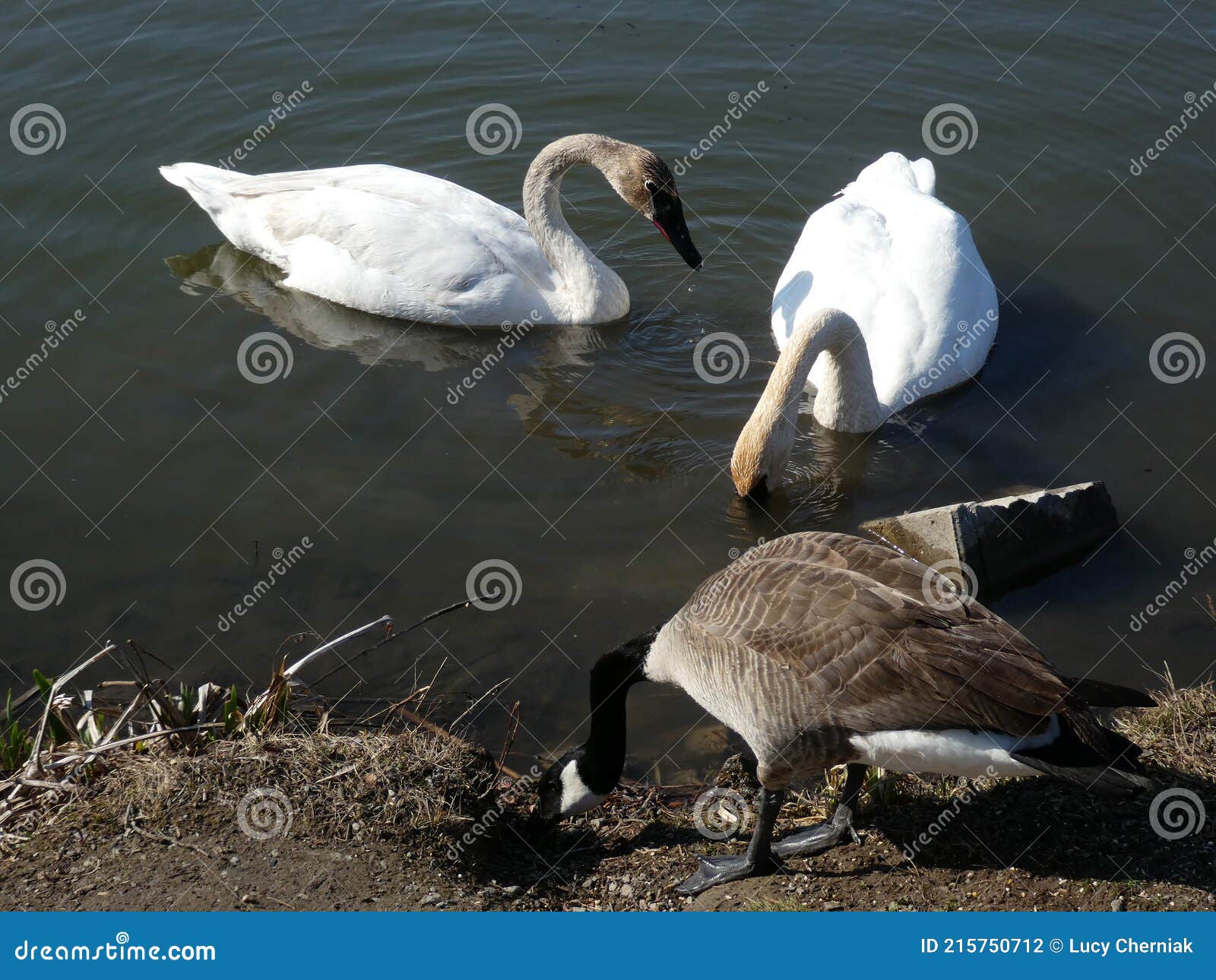 The Pair of Swans and Goose Stock Photo - Image of wildlife, animal ...