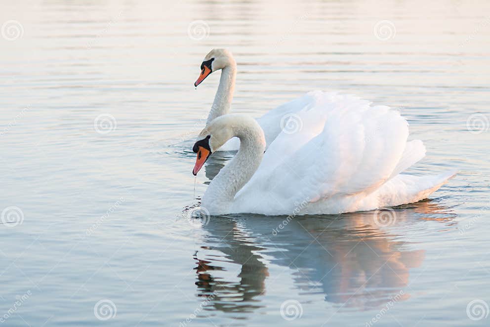 Pair Swans on the Lake in Spring during Sunset Stock Photo - Image of ...