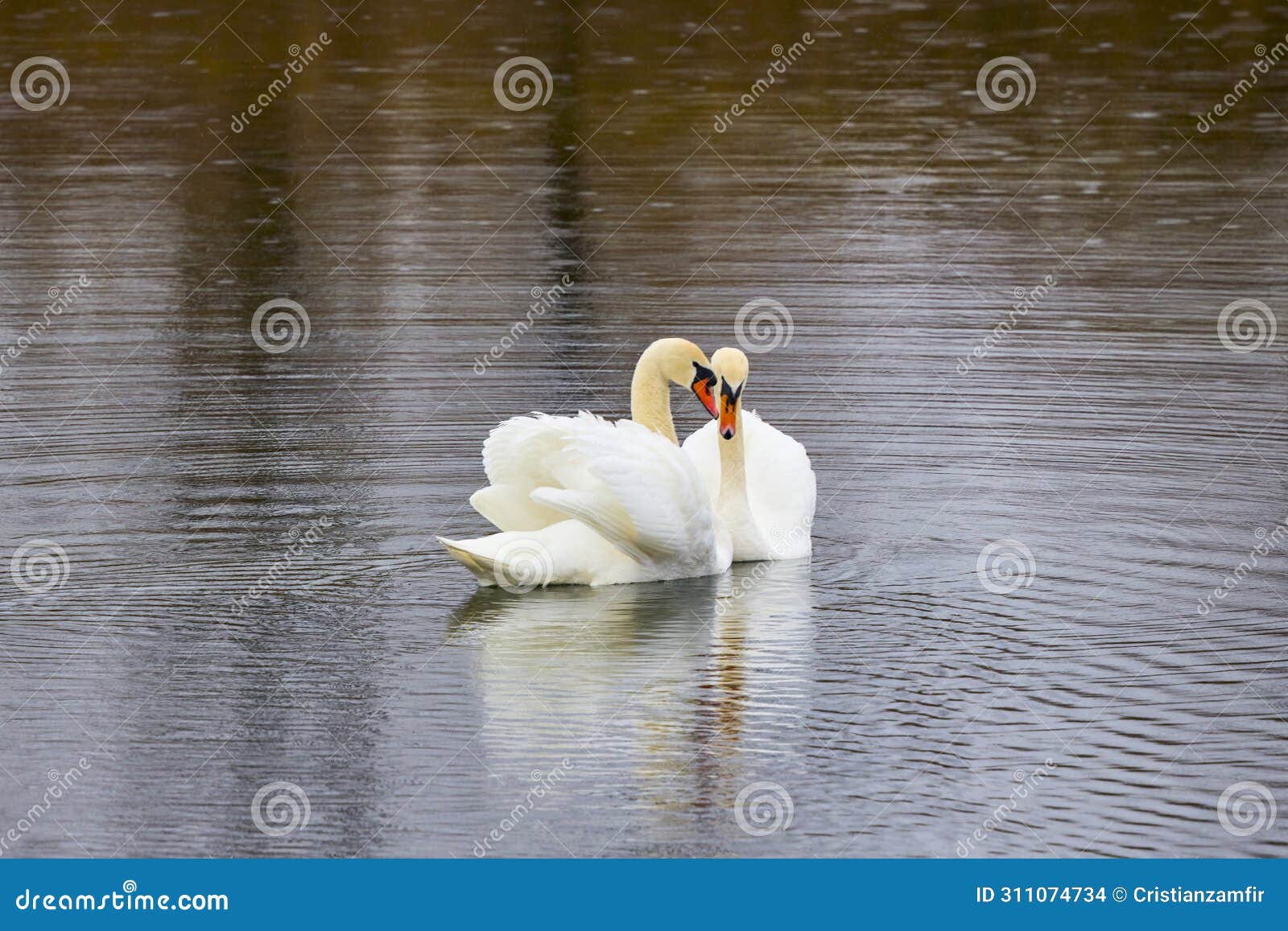 A Pair of Swans during the Mating Ritual Stock Photo - Image of ...