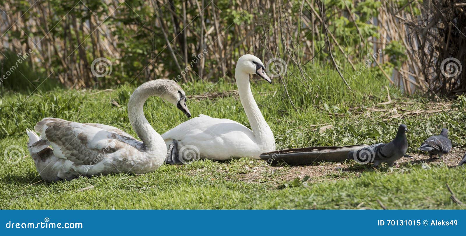The Pair Swans with Pigeons Eat Stock Image - Image of lake, duck: 70131015