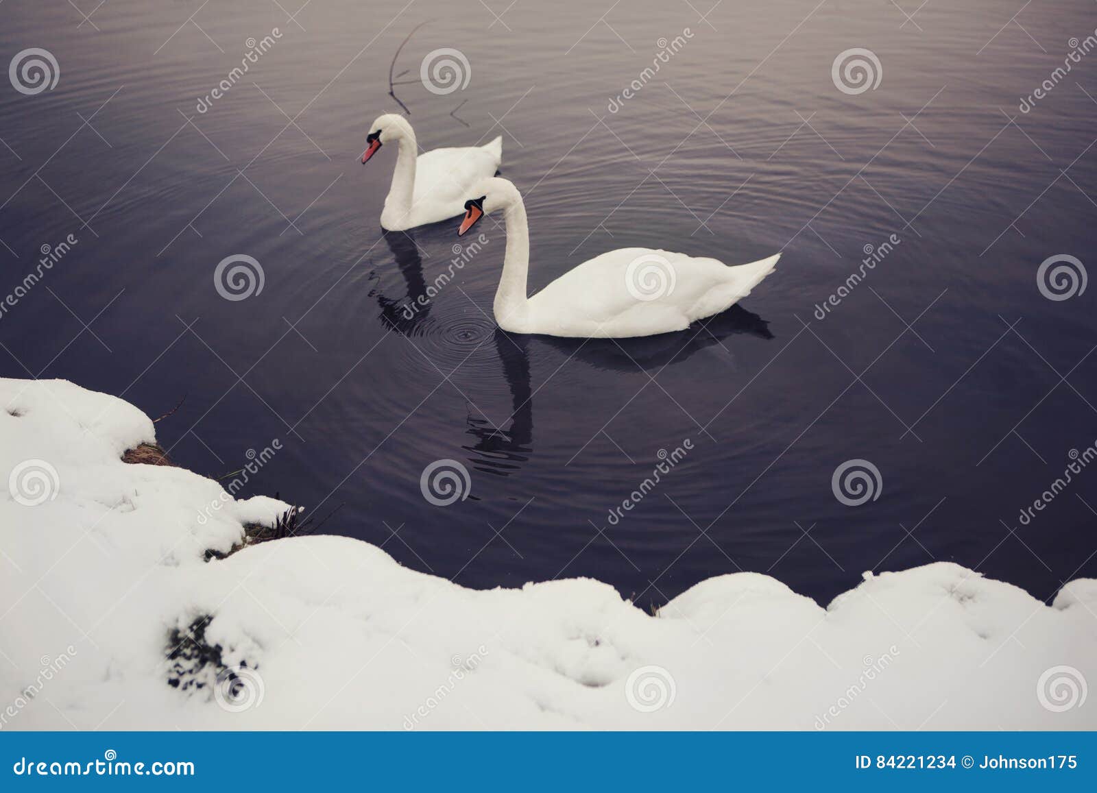 Pair of Swans stock photo. Image of drawn, loyal, necks - 84221234