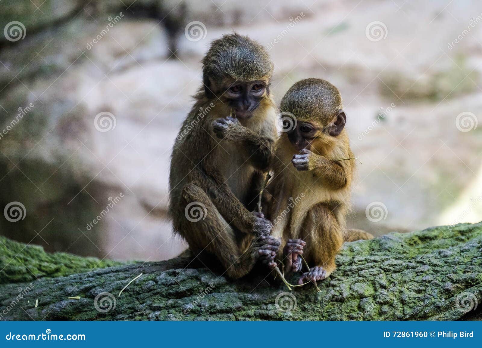 A Pair of Talapoin Monkeys stock photo. Image of animalia - 72861960