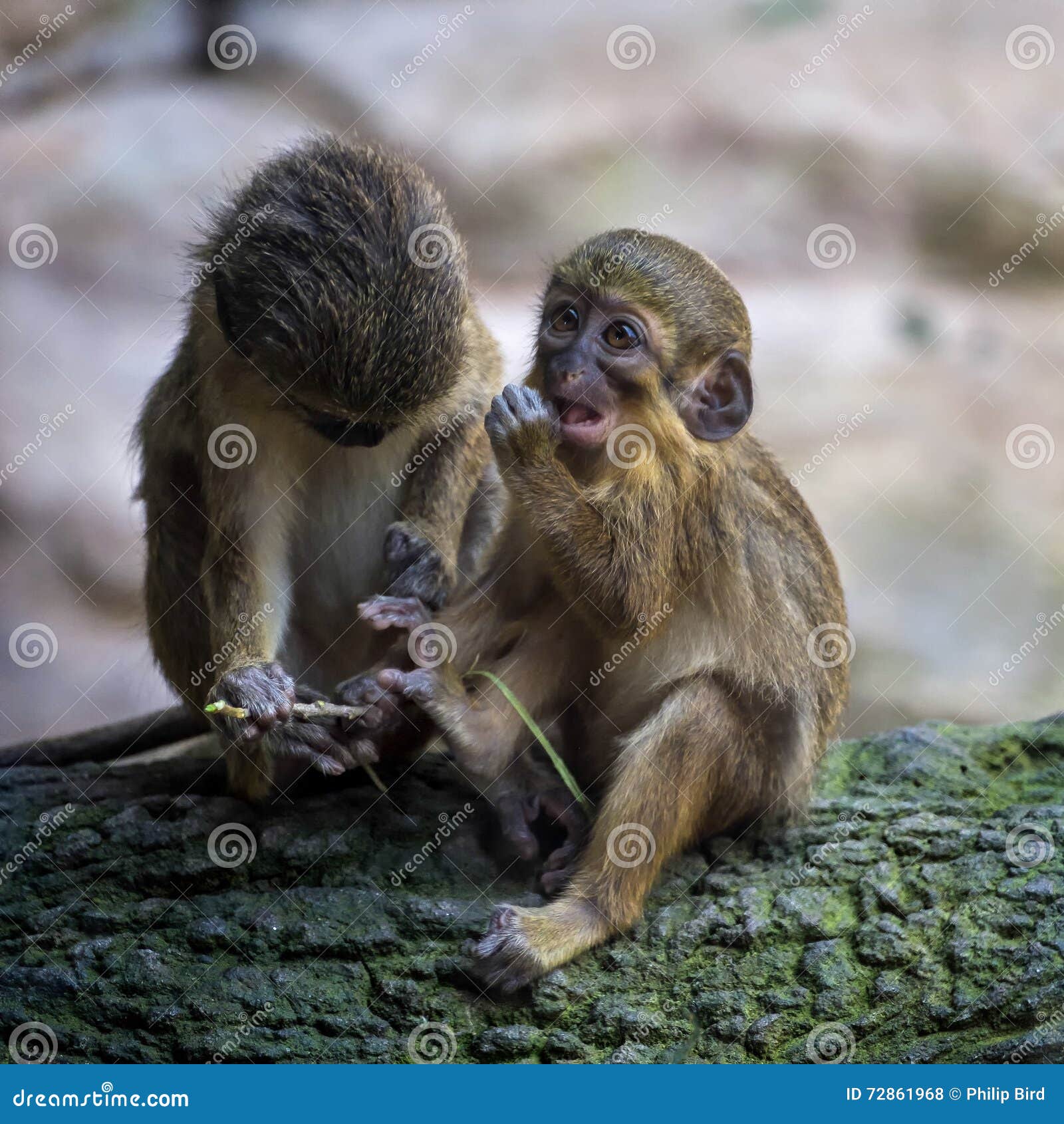 A Pair of Talapoin Monkeys stock photo. Image of primate - 72861968