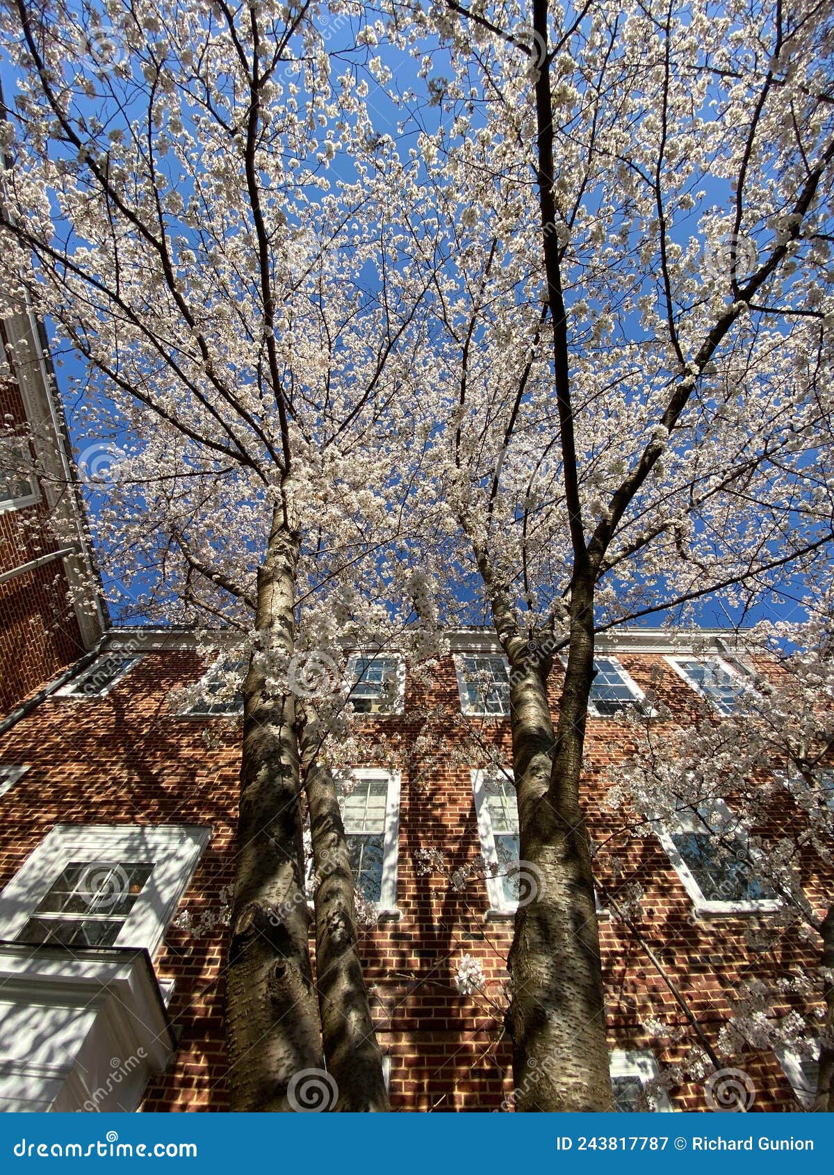 Pair of Tall Cherry Blossom Trees in Spring in March Stock Image ...