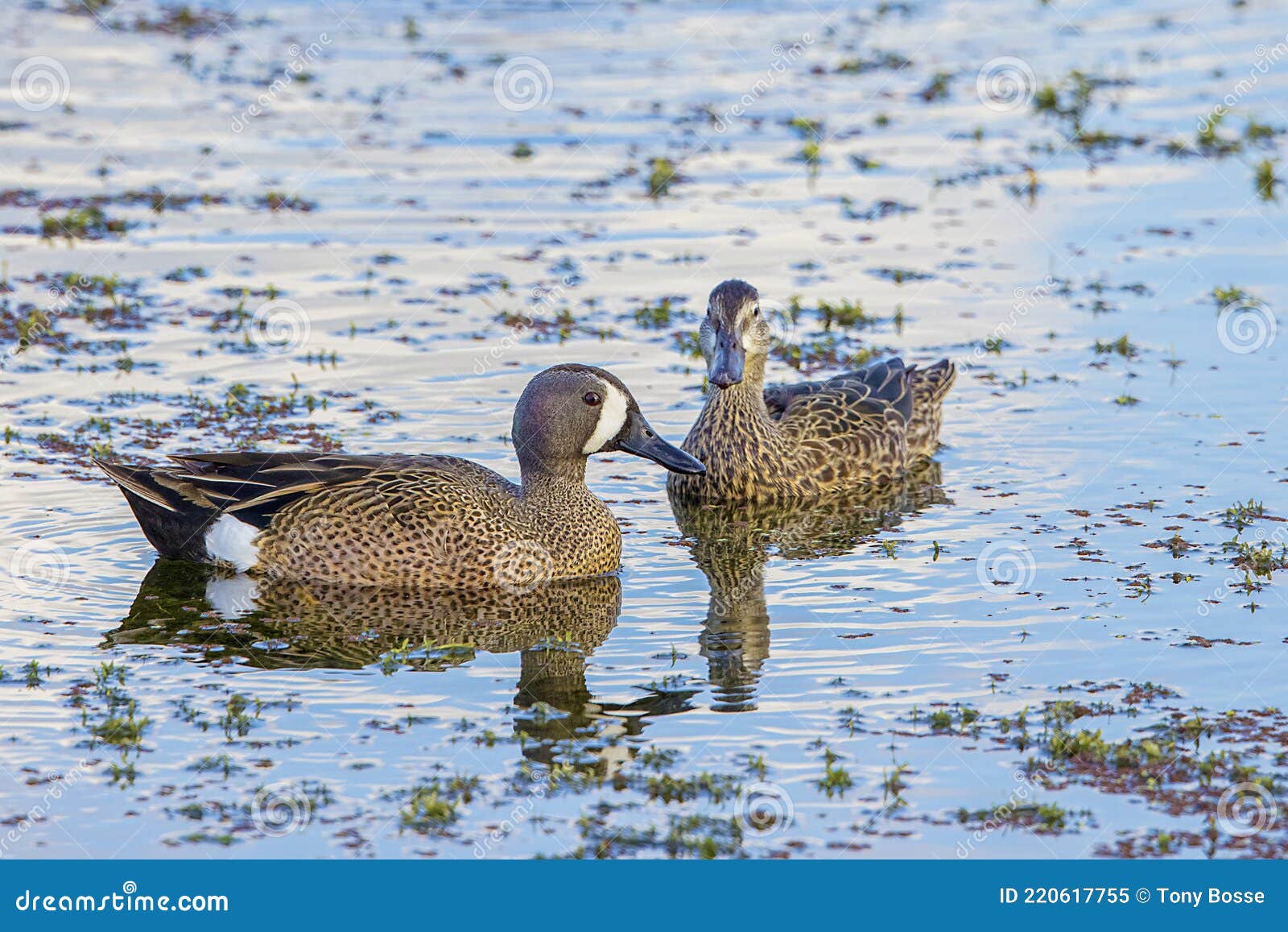 Teal-Winged Ducks on a Pond Stock Image - Image of poultry, tealwinged ...